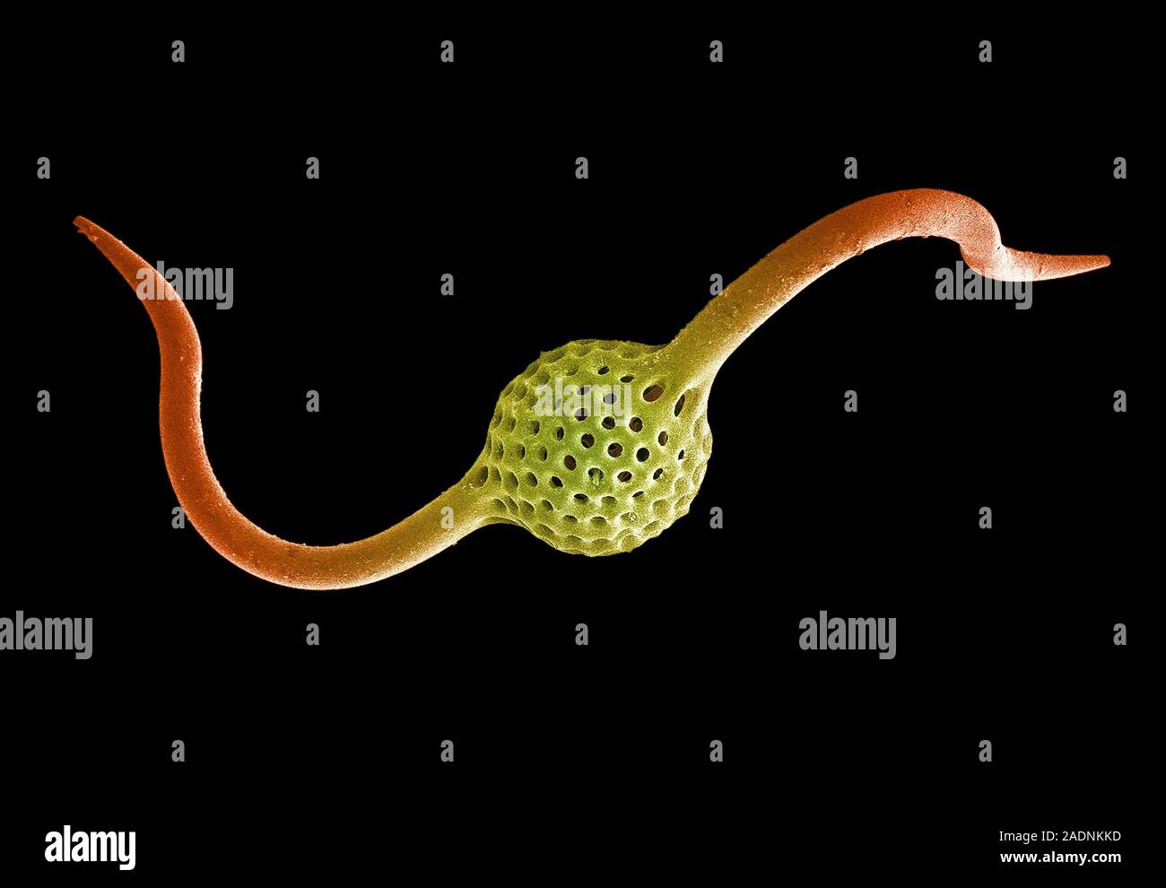 Radiolarian. Coloured scanning electron micrograph (SEM) of the shell ...