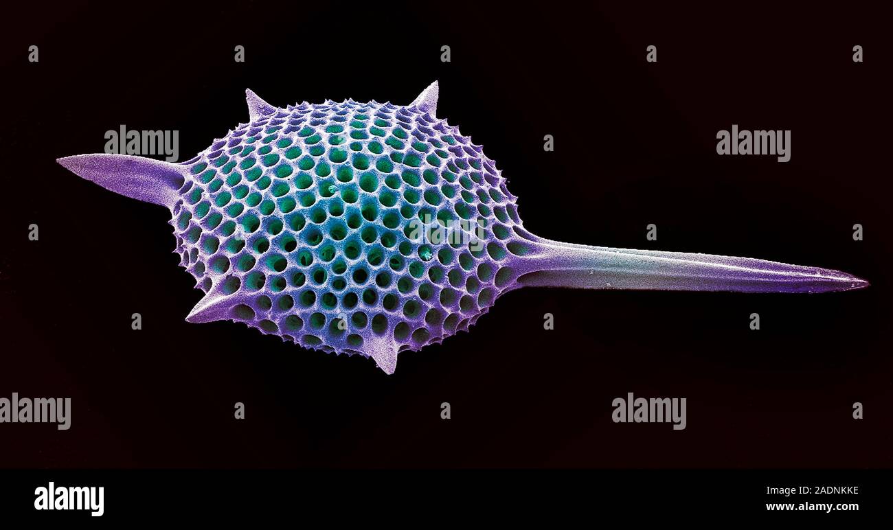 Radiolarian. Coloured scanning electron micrograph (SEM) of the shell of a radiolarian ...