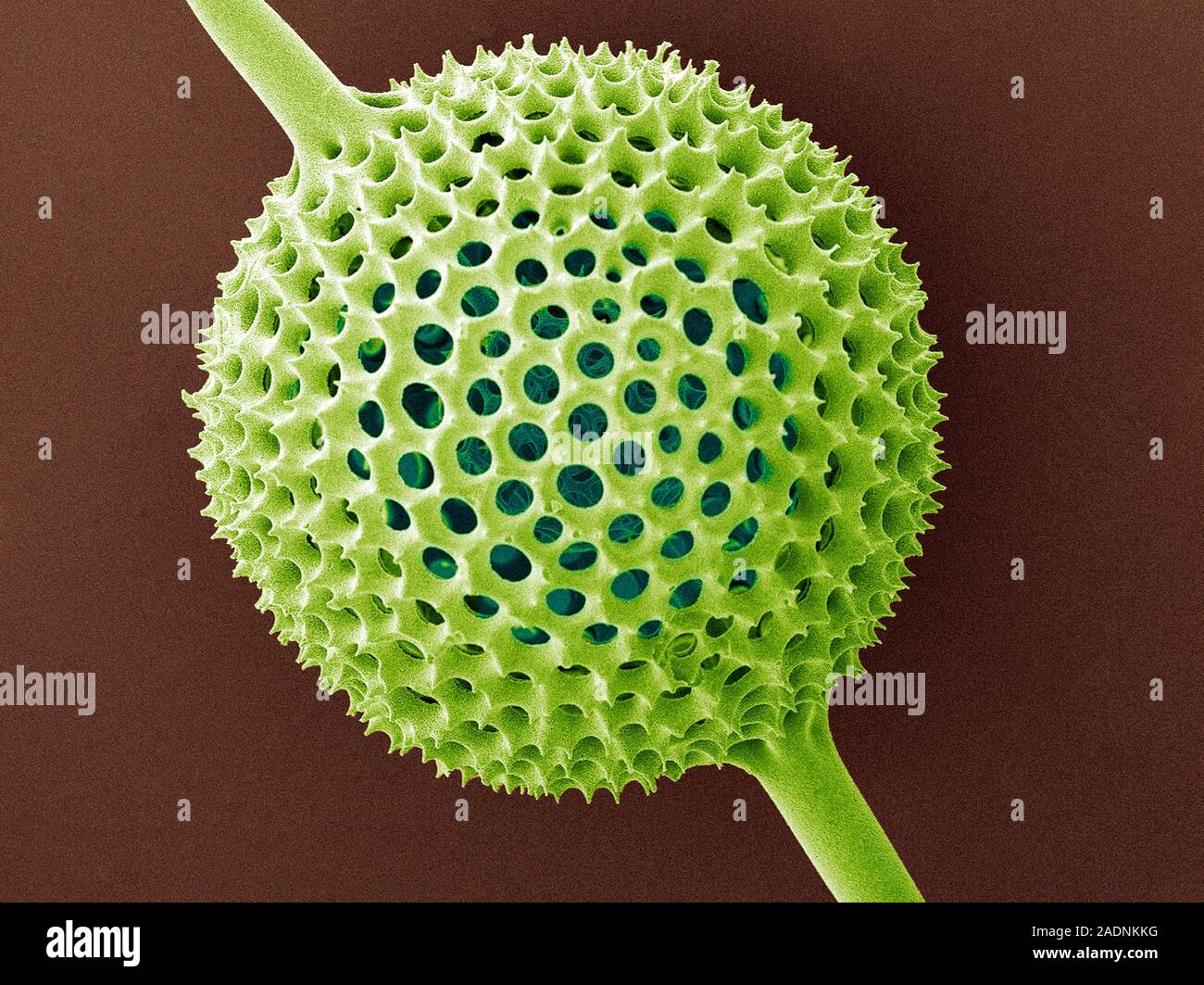 Radiolarian. Coloured scanning electron micrograph (SEM) of the shell ...
