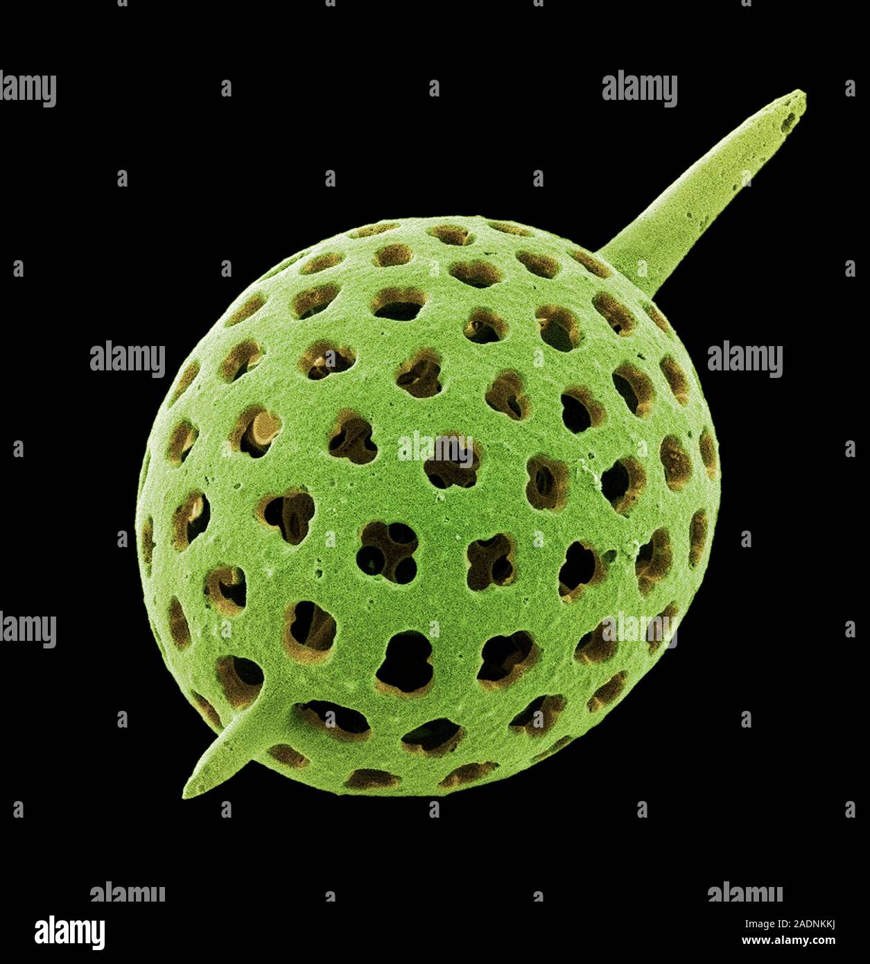 Radiolarian. Coloured scanning electron micrograph (SEM) of the shell ...