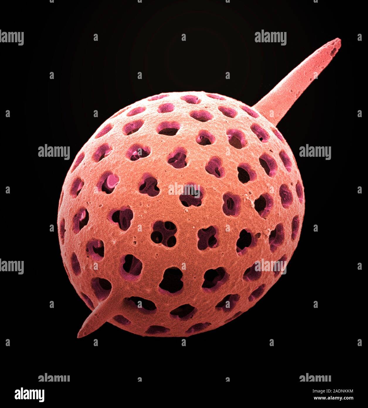 Radiolarian. Coloured scanning electron micrograph (SEM) of the shell of a radiolarian ...