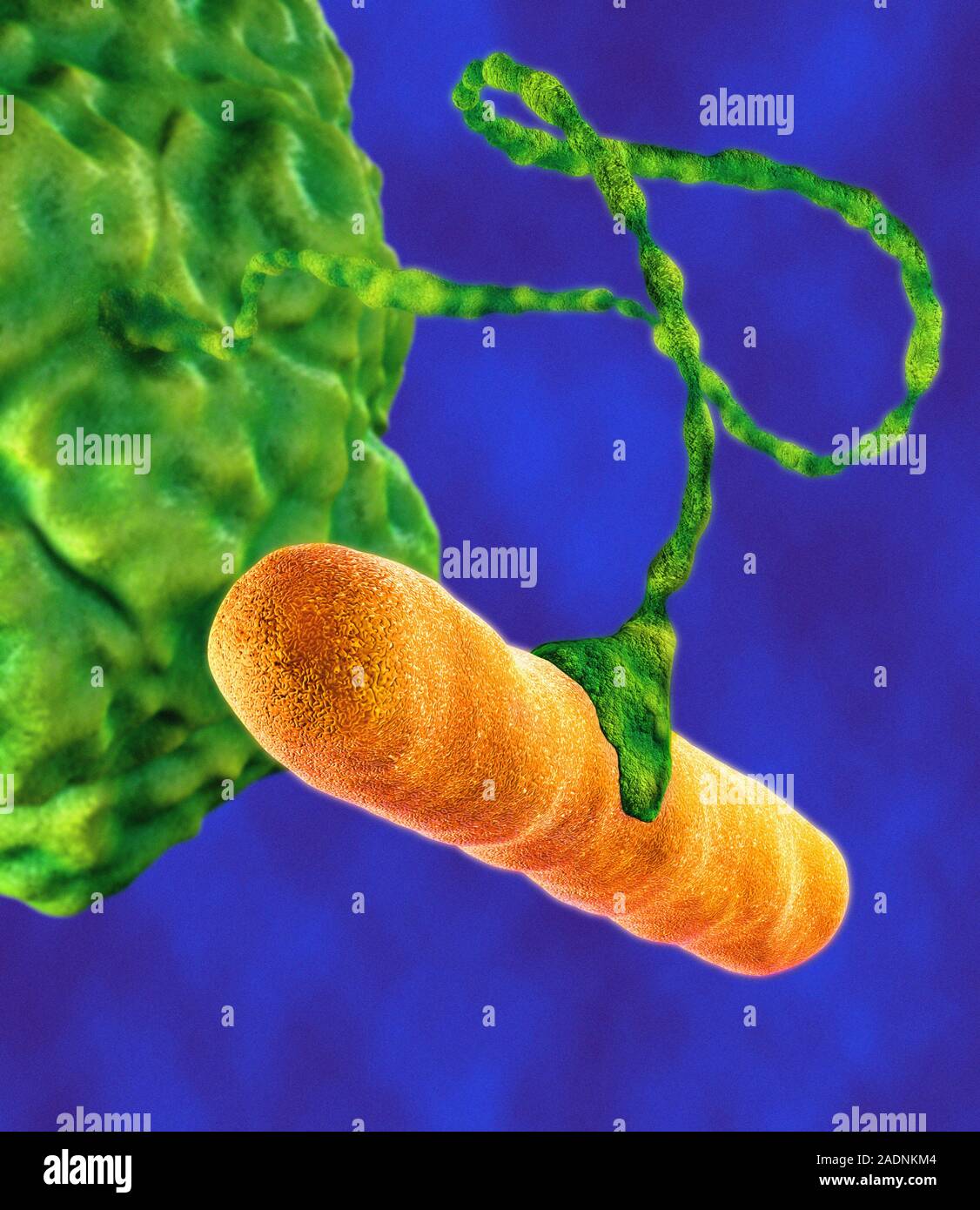 Hartmannella amoeba and bacterium. Computer artwork of a Hartmannella ...
