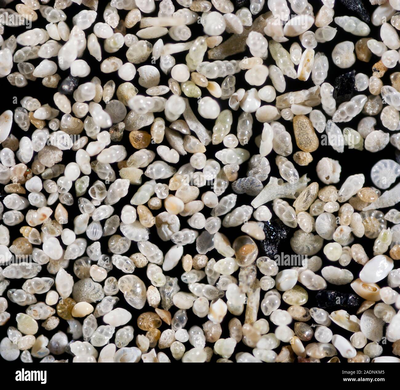 Foraminiferan tests (shells), macrophotograph. Species seen here ...