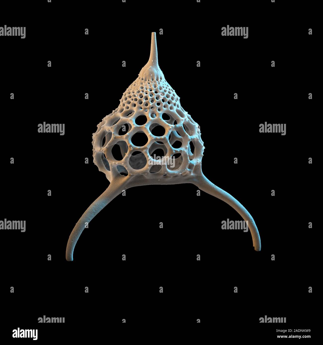 Lychnocanoma radiolarian. Coloured scanning electron micrograph (SEM ... Lychnocanoma radiolarian. Coloured scanning electron micrograph (SEM ...