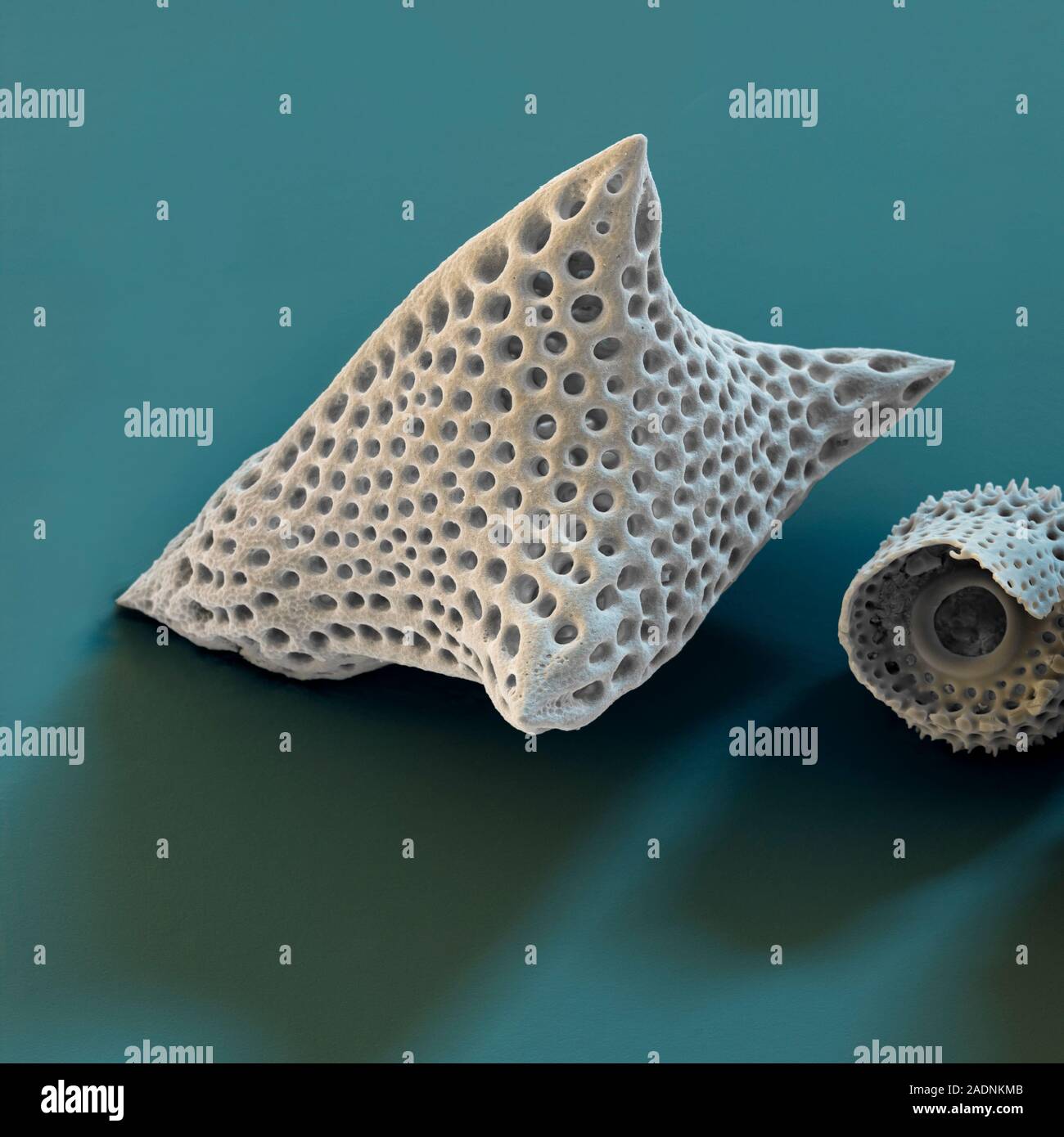 Nassellaria radiolarian. Coloured scanning electron micrograph (SEM) of ... Nassellaria radiolarian. Coloured scanning electron micrograph (SEM) of ...