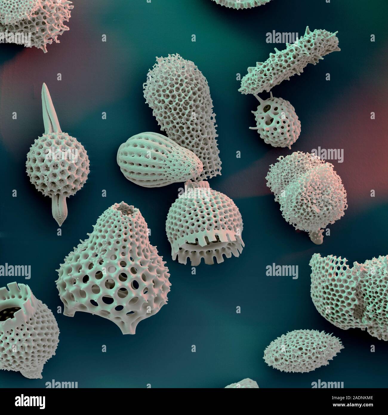 Radiolaria. Coloured scanning electron micrograph (SEM) of the shells ...