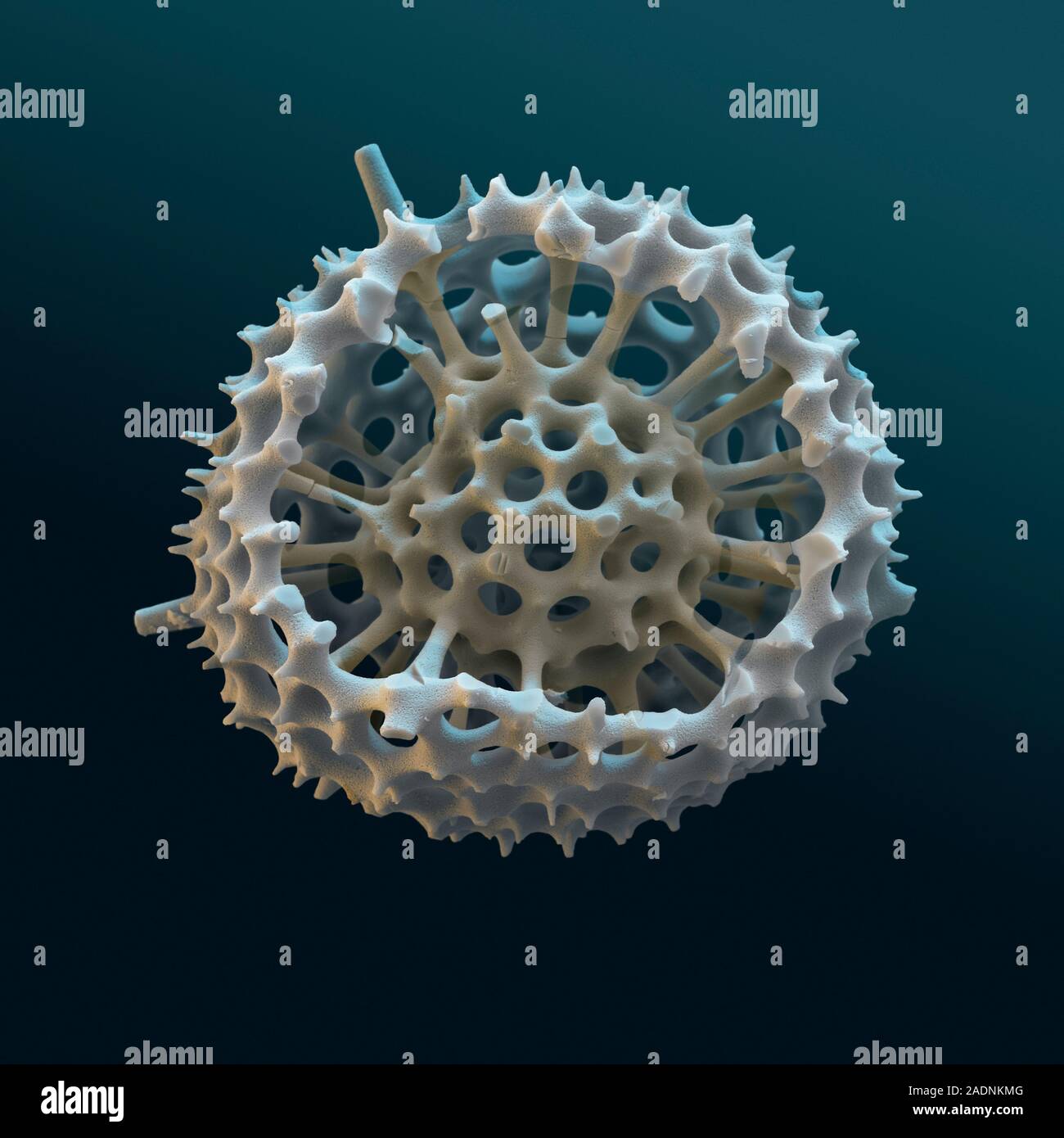 Spumellaria radiolarian. Coloured scanning electron micrograph (SEM) of the shell of a ...