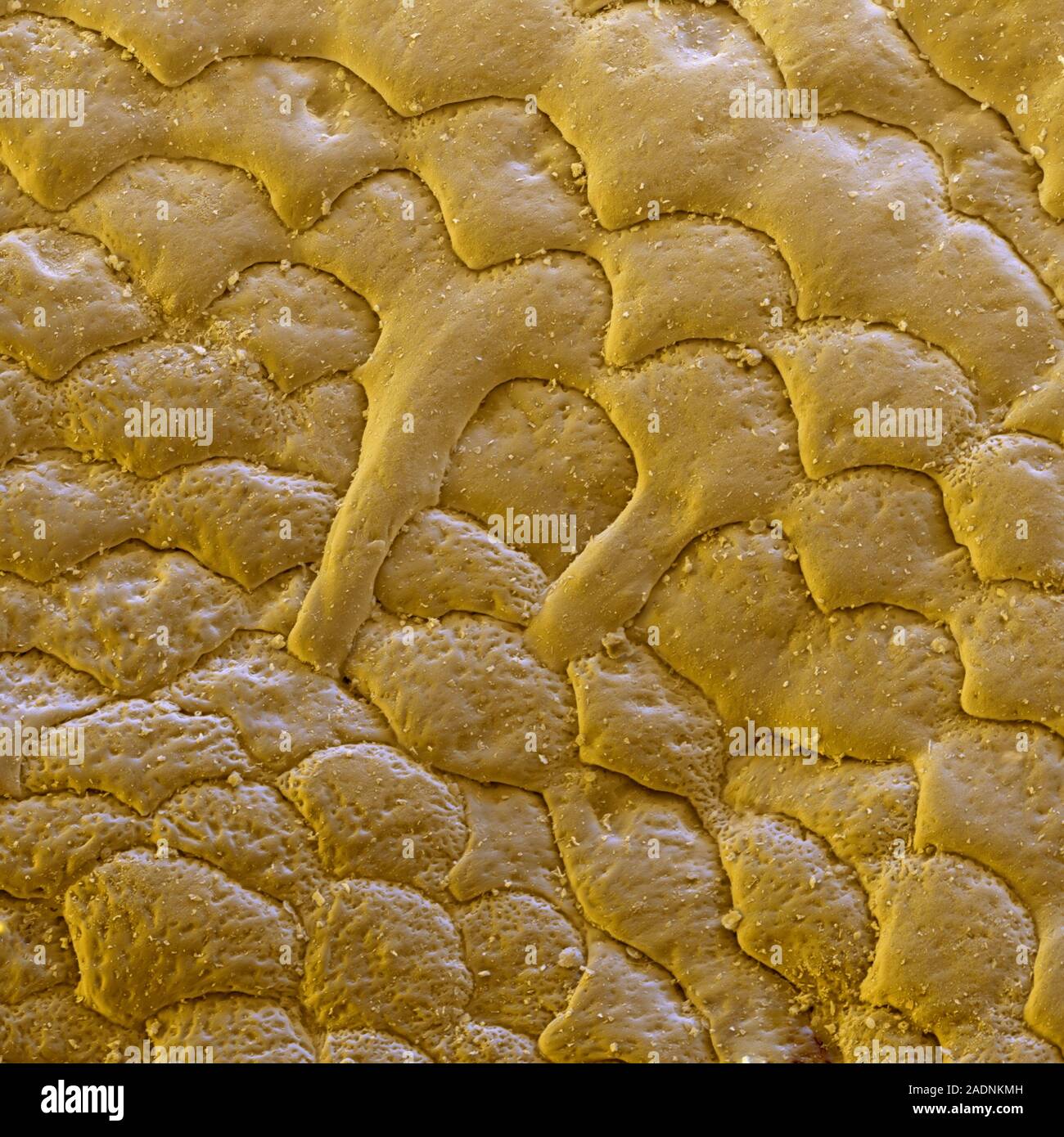 Foraminiferan. Coloured scanning electron micrograph (SEM) of the shell ...