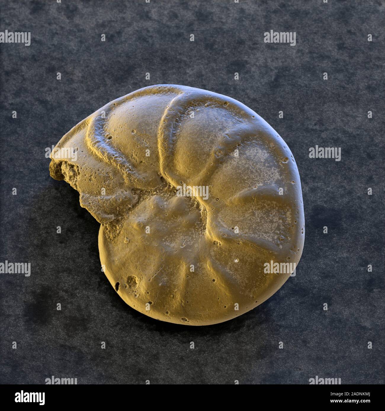 Foraminiferan. Coloured scanning electron micrograph (SEM) of the shell ...
