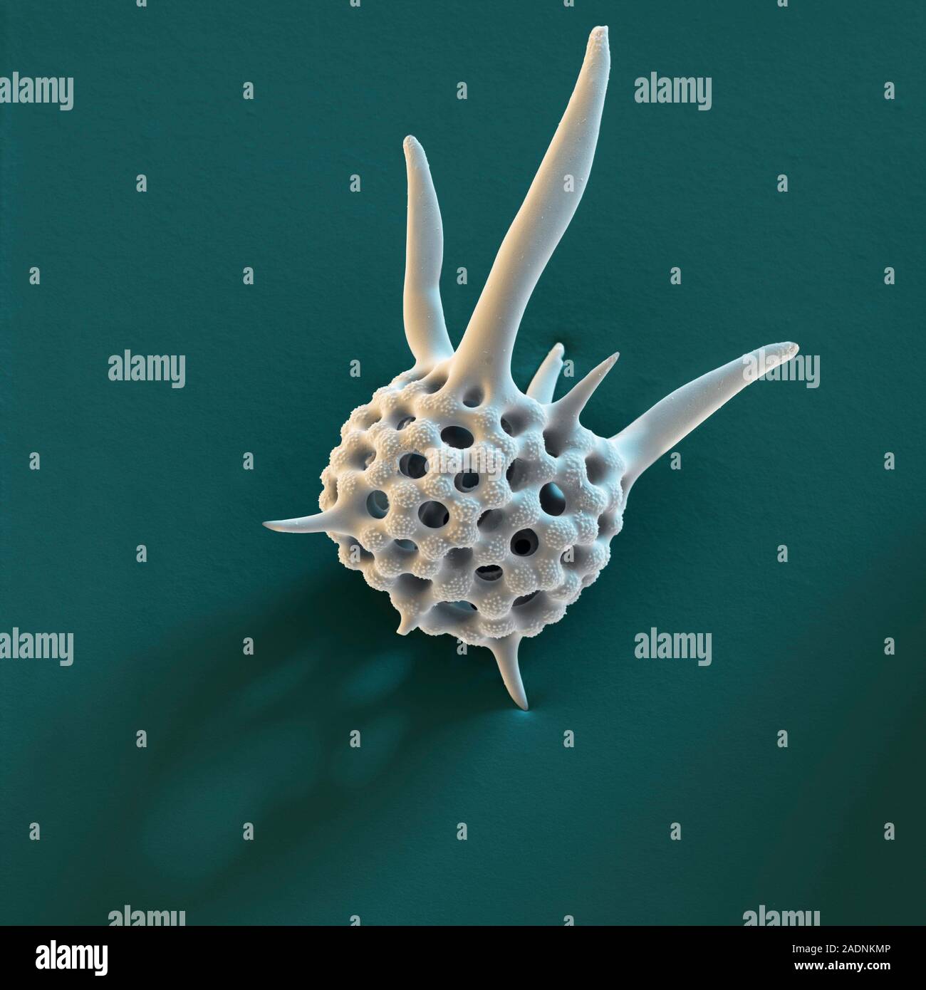 Nassellaria radiolarian. Coloured scanning electron micrograph (SEM) of ... Nassellaria radiolarian. Coloured scanning electron micrograph (SEM) of ...