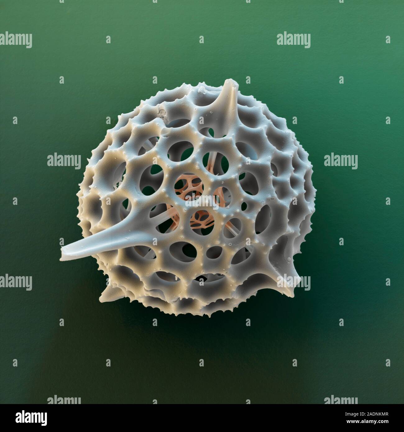 Spumellaria radiolarian. Coloured scanning electron micrograph (SEM) of the shell of a ...