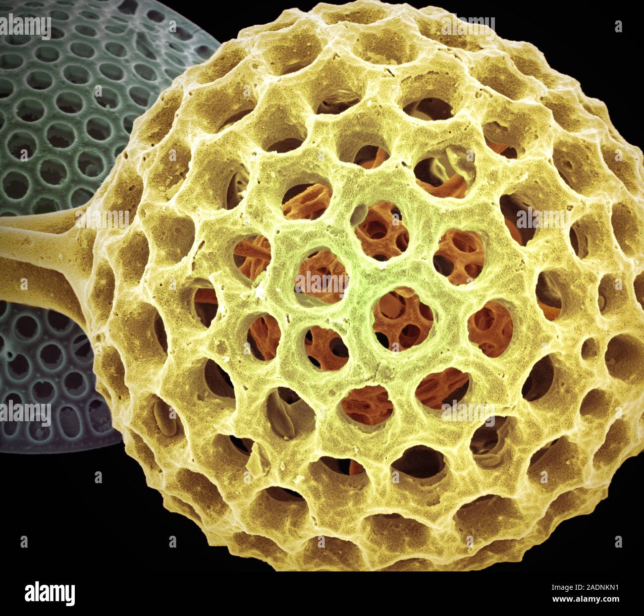 Amphisphaerina radiolarian. Coloured scanning electron micrograph (SEM) of the shell of a ...