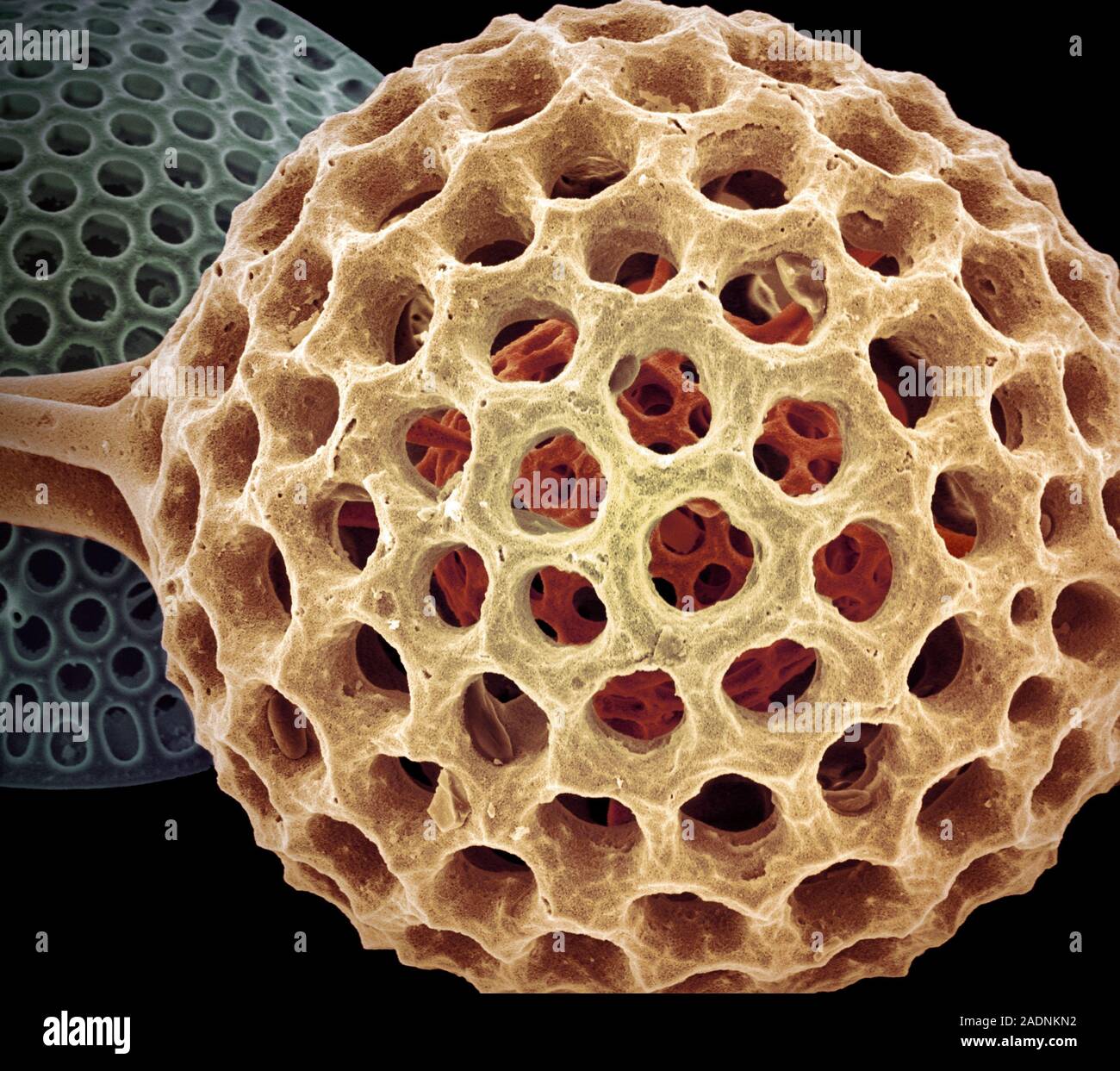Amphisphaerina radiolarian. Coloured scanning electron micrograph (SEM ... Amphisphaerina radiolarian. Coloured scanning electron micrograph (SEM ...