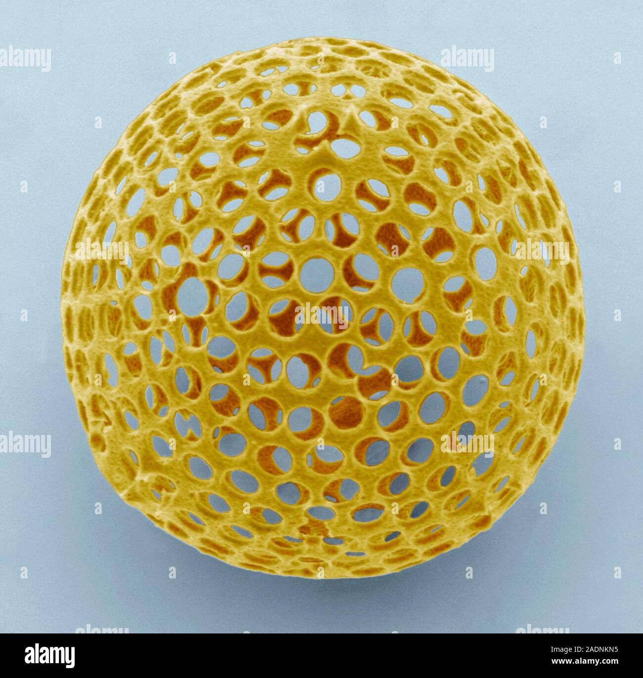 Acrosphaera radiolarian. Coloured scanning electron micrograph (SEM) of ... Acrosphaera radiolarian. Coloured scanning electron micrograph (SEM) of ...