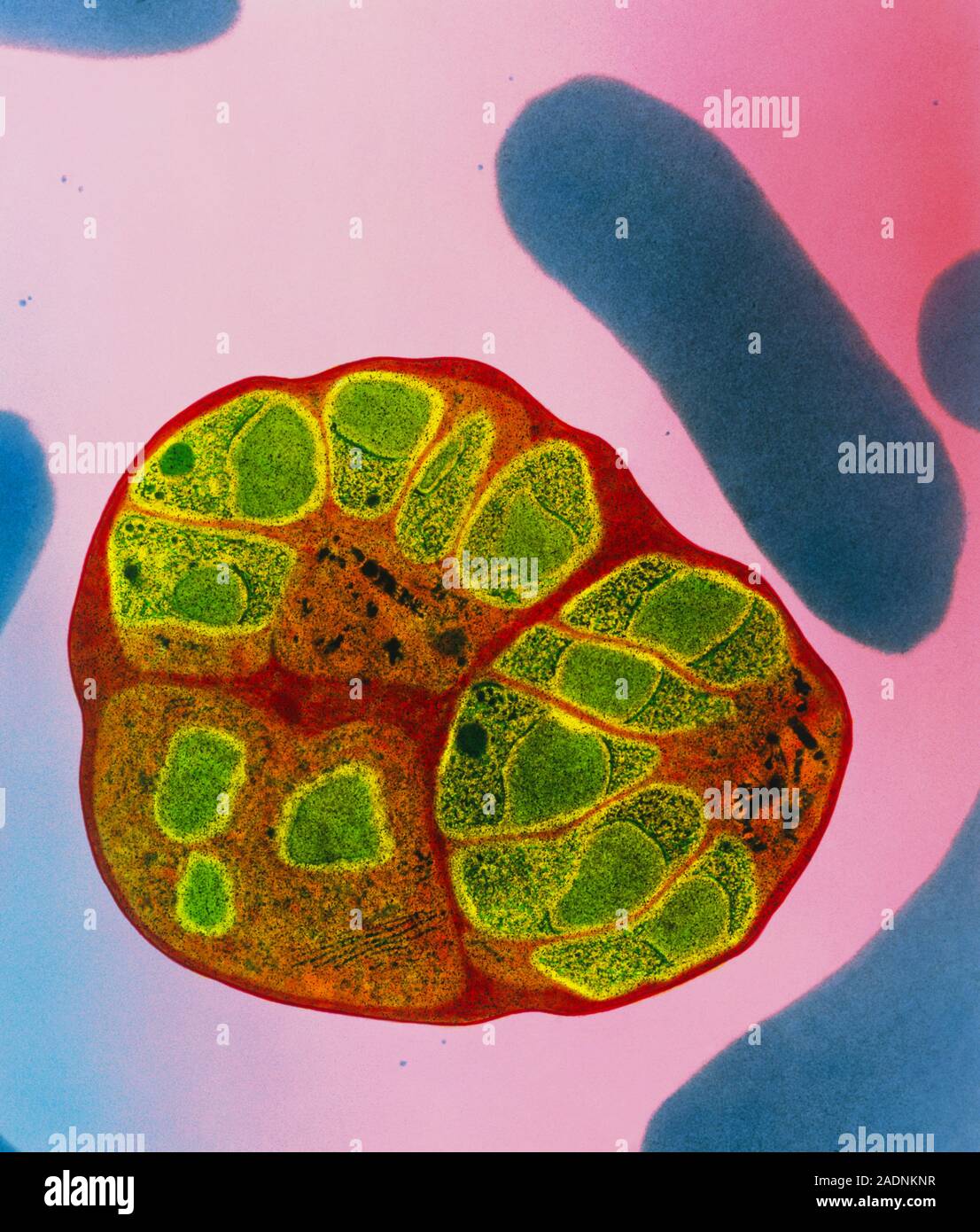 Malaria. Coloured transmission electron micrograph of a human red blood ...