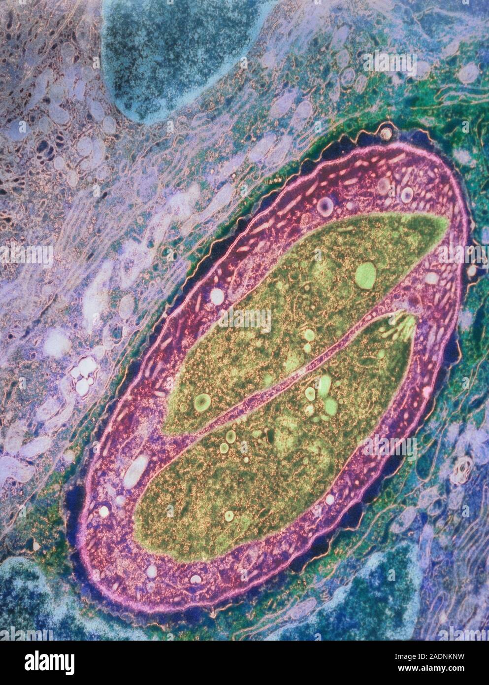 Isospora sp. parasites. Coloured transmission electron micrograph (TEM ...