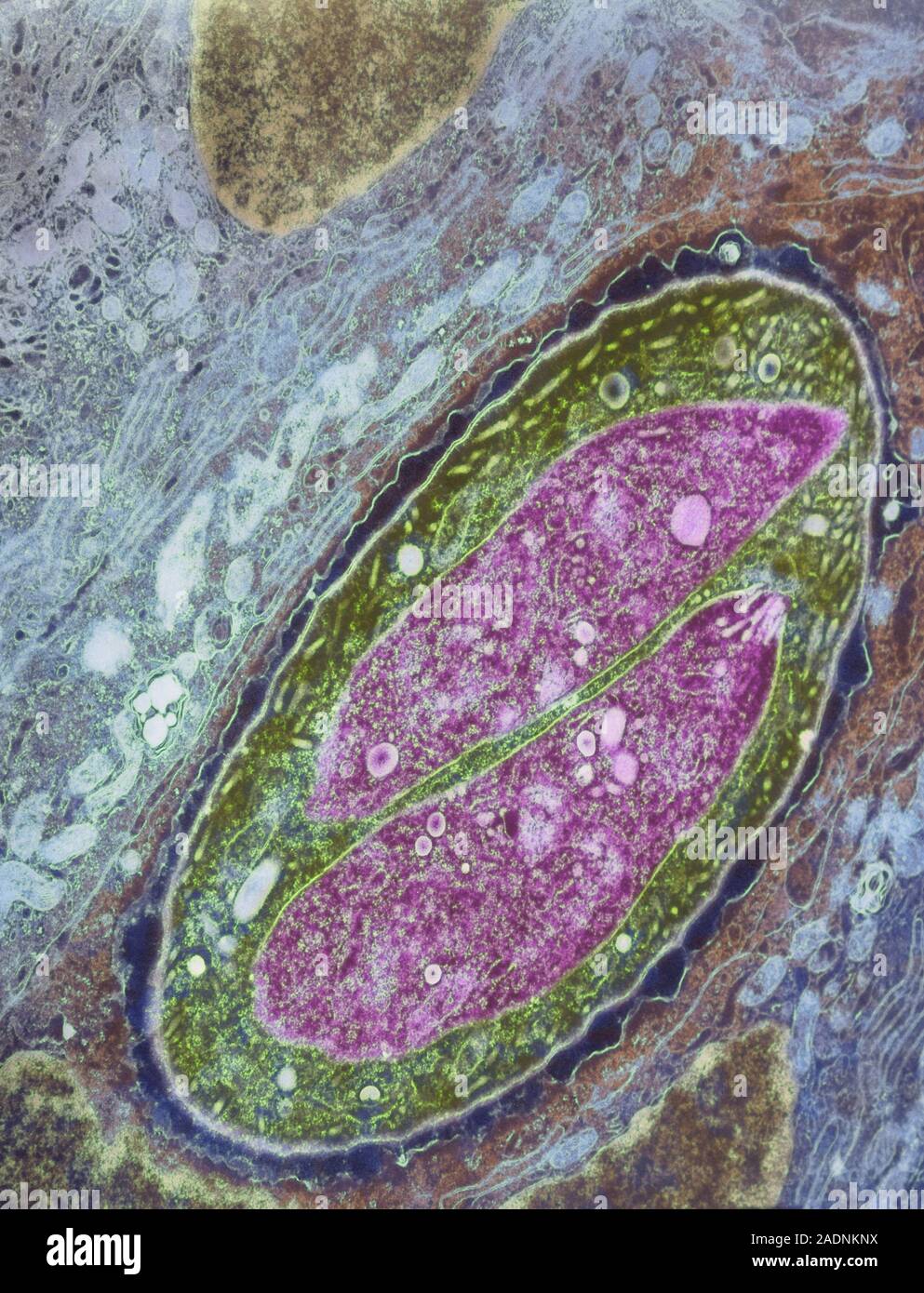 Isospora sp. parasites. Coloured transmission electron micrograph (TEM ...