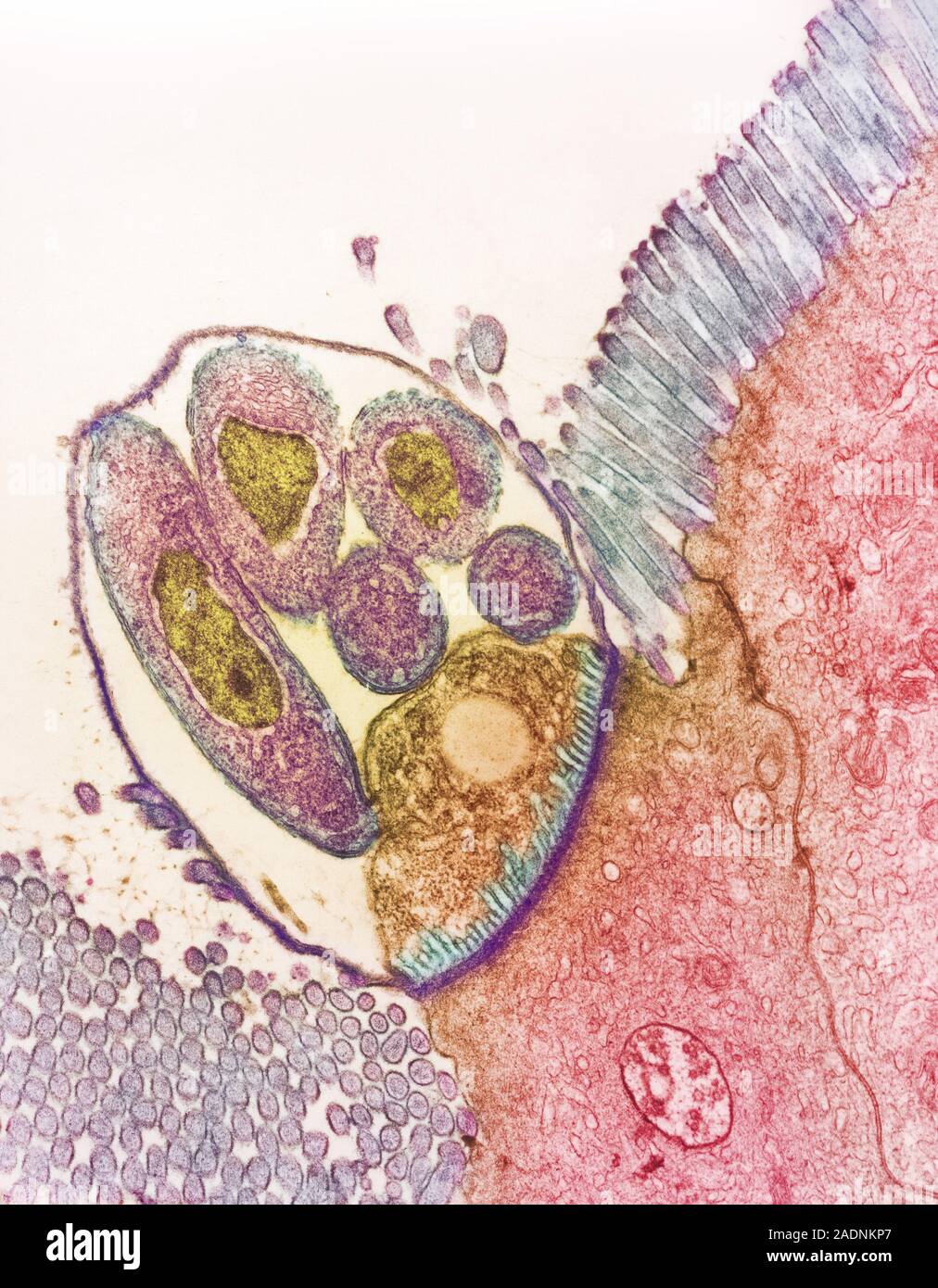 Cryptosporidium protozoa. Coloured transmission electron micrograph ...