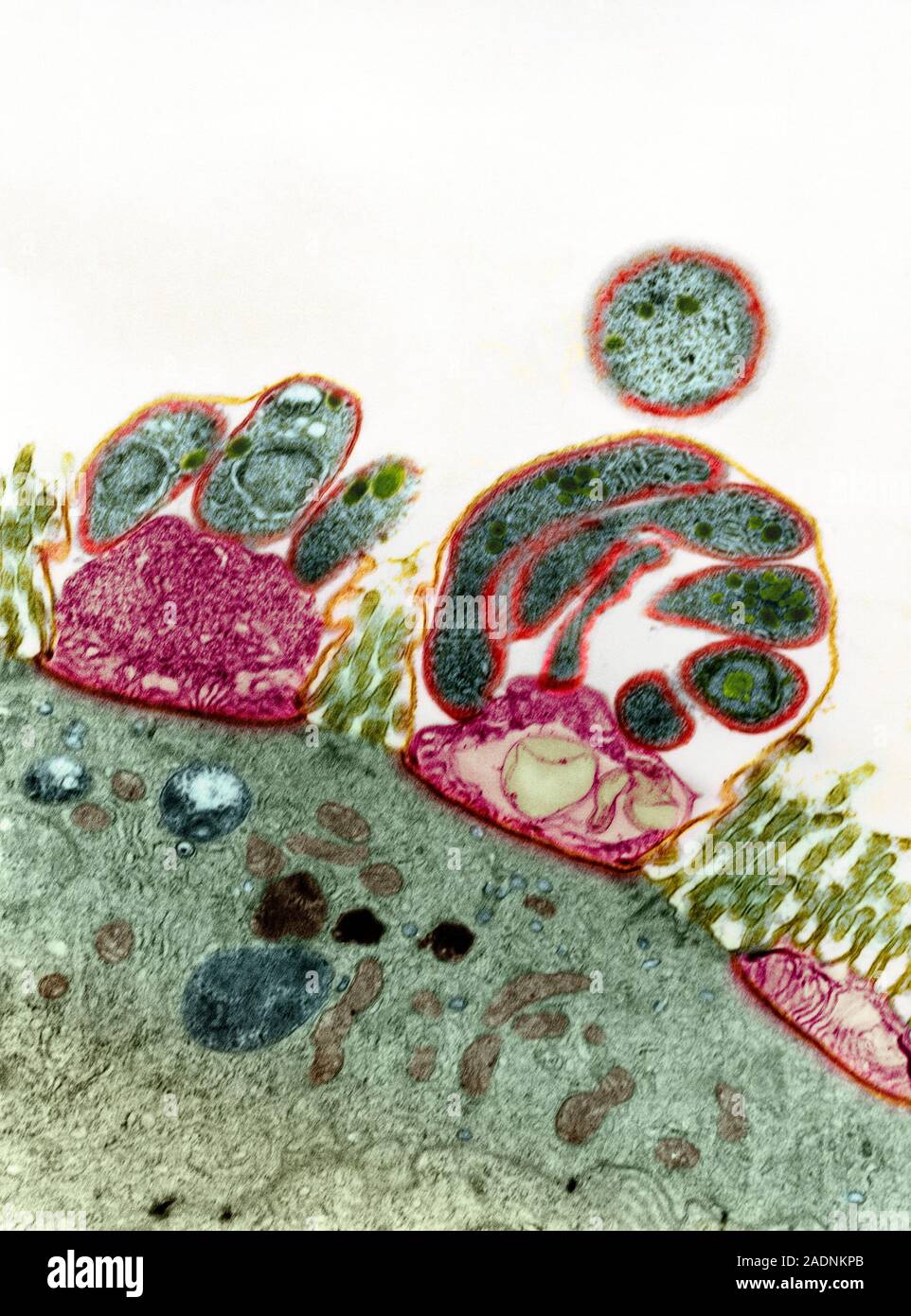 Parasitic protozoa on intestinal surface. Coloured transmission ...