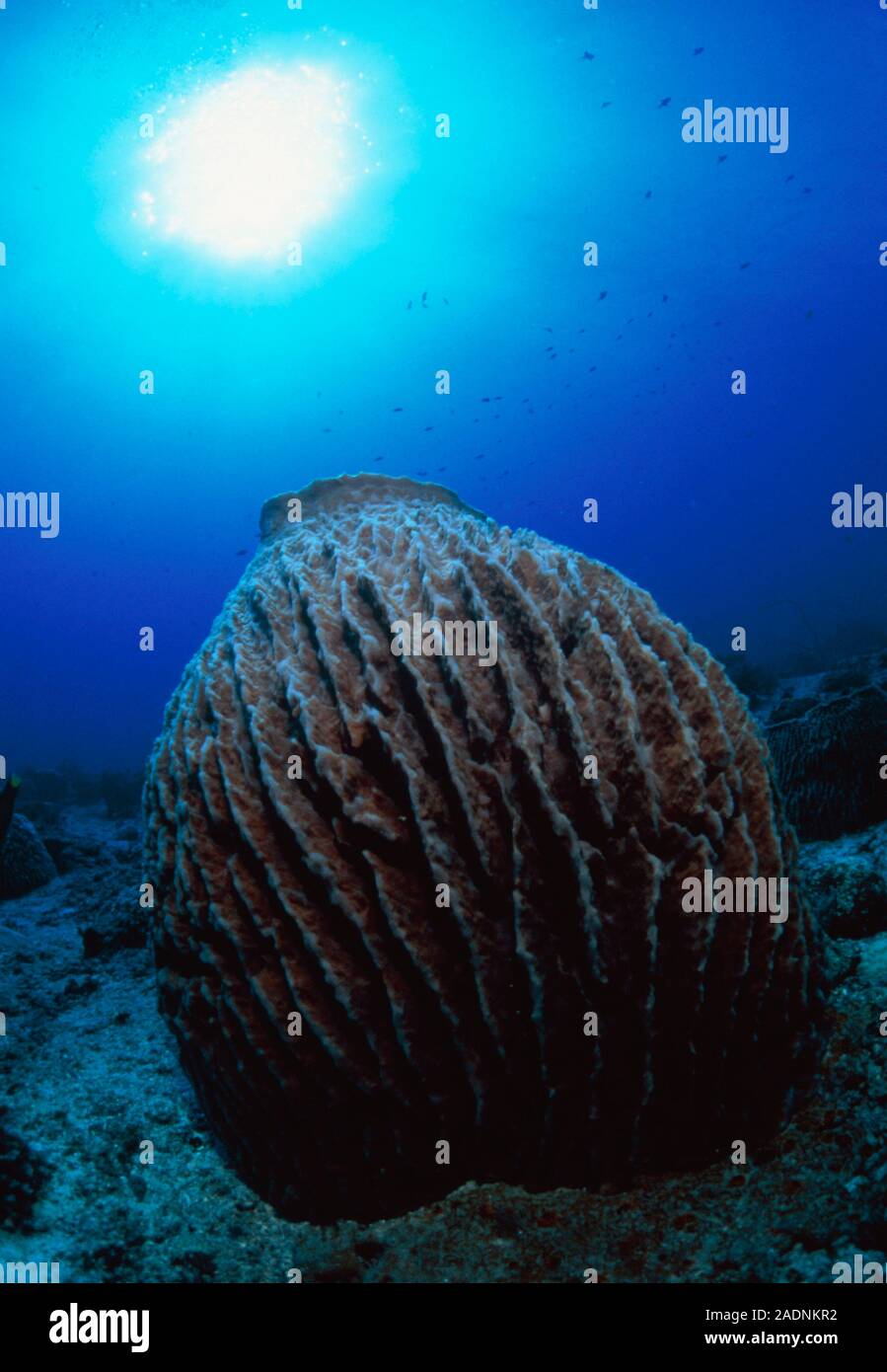 Giant barrel sponge. Giant barrel sponge (Xestospongia testudinaria) on ...