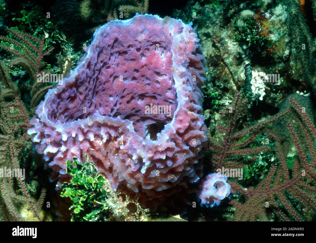 Sponge. Sponges are primitive animals whose body contains no muscle or ...