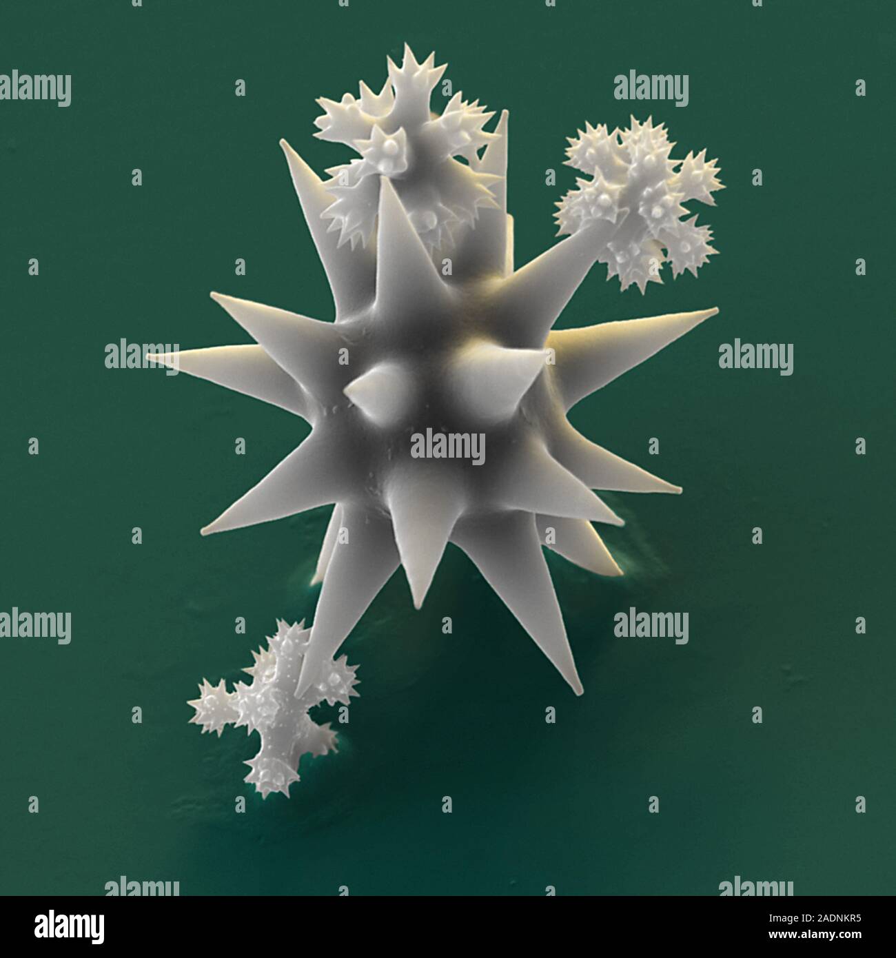 Sponge spicules. Coloured scanning electron micrograph (SEM) of ...