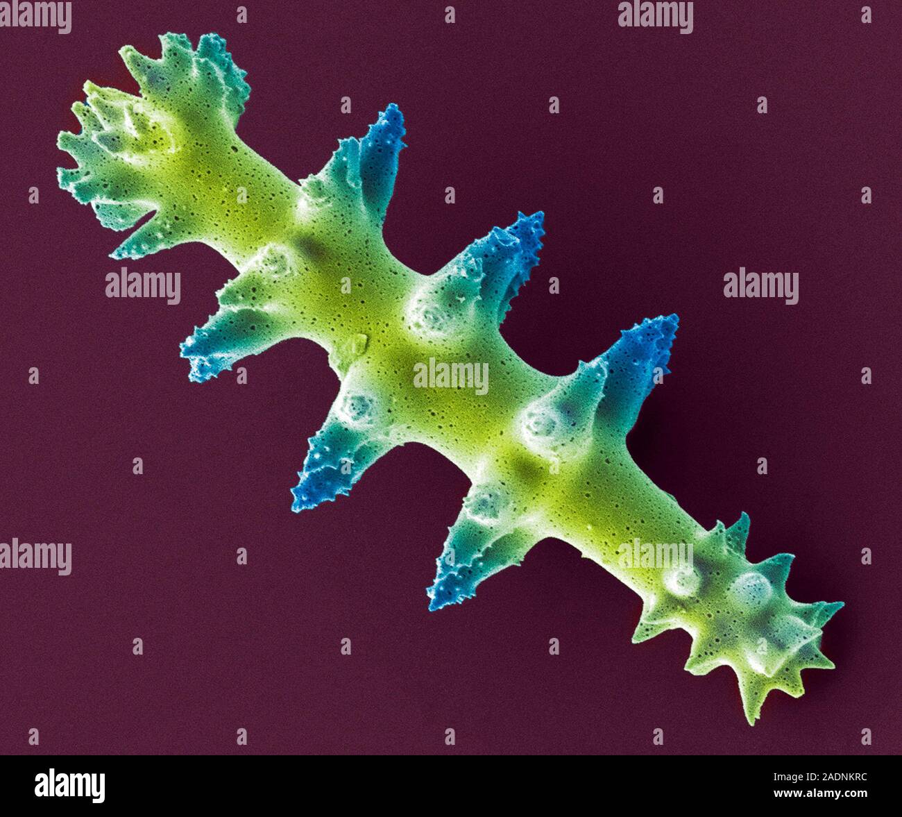 Sponge spicule. Coloured scanning electron micrograph (SEM) of the ...