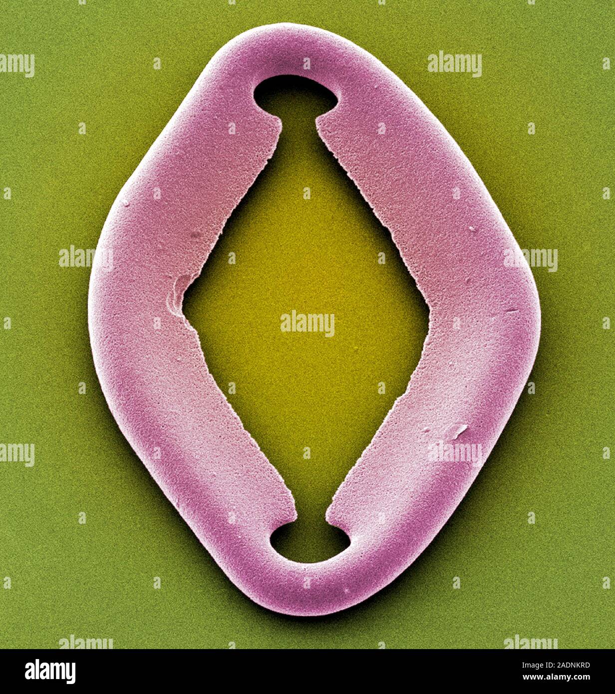 Sponge spicule. Coloured scanning electron micrograph (SEM) of the ...