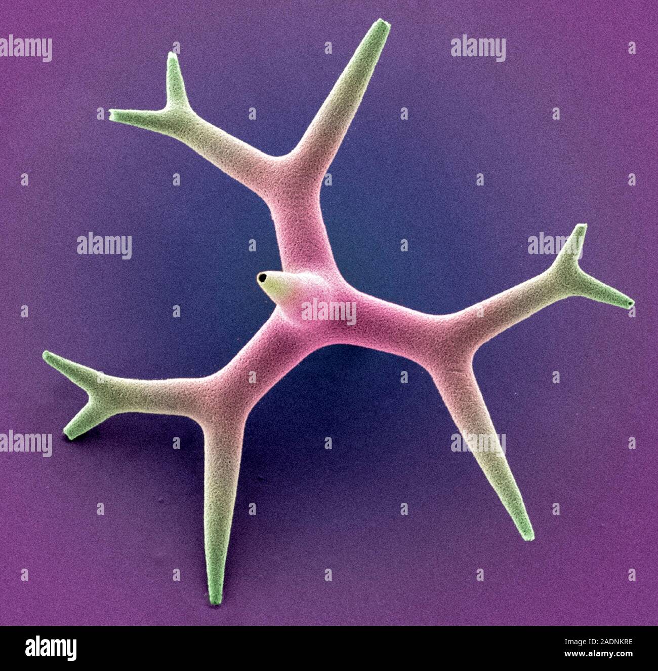 Sponge spicule. Coloured scanning electron micrograph (SEM) of the ...