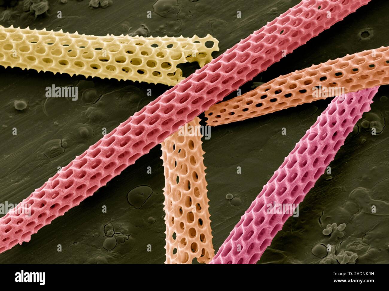 Sponge spicules. Coloured scanning electron micrograph (SEM) of ...
