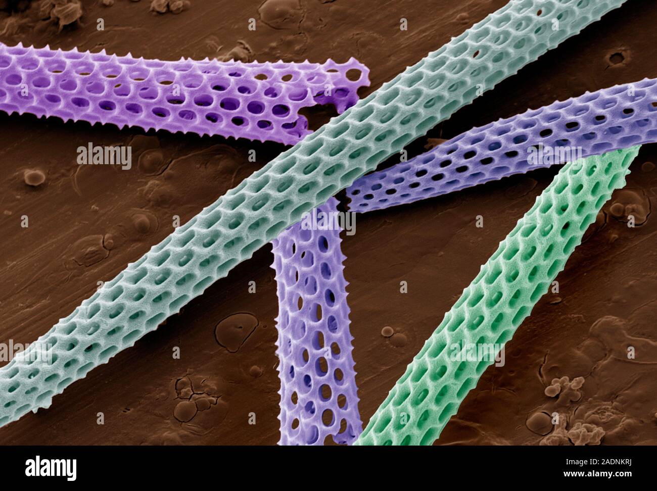 Sponge spicules. Coloured scanning electron micrograph (SEM) of ...