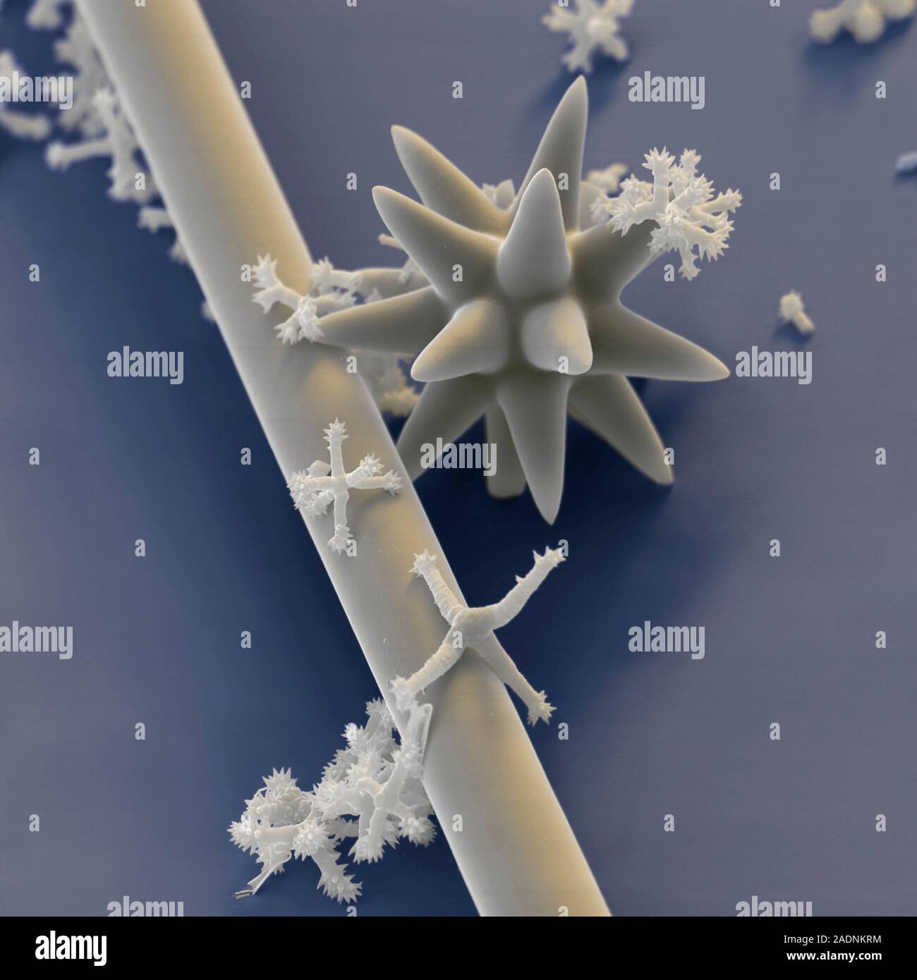 Sponge spicules. Coloured scanning electron micrograph (SEM) of ...