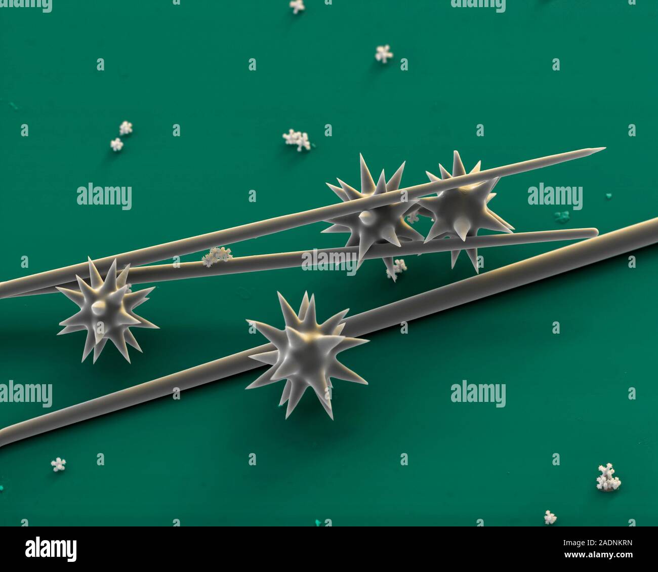 Sponge spicules. Coloured scanning electron micrograph (SEM) of ...