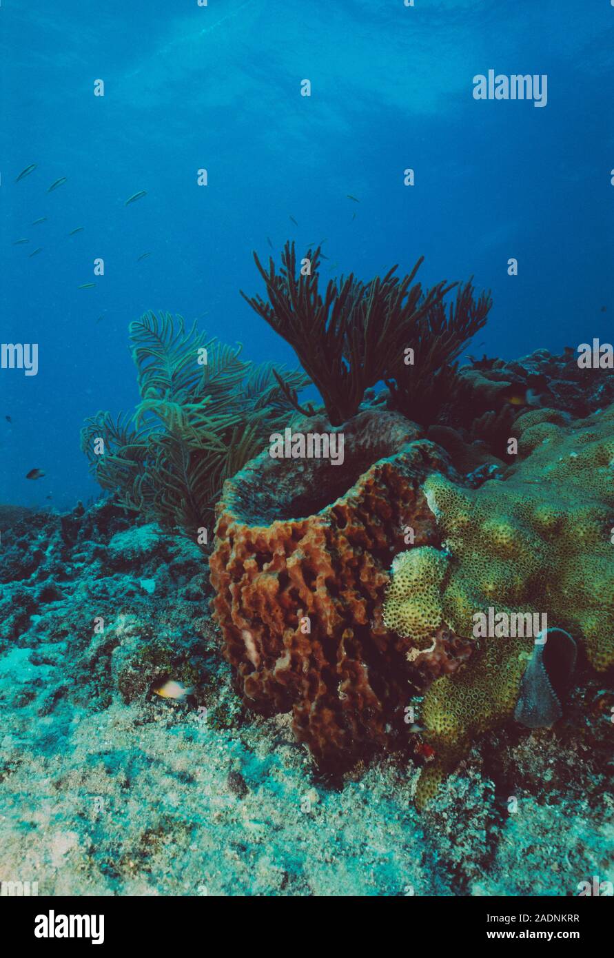 Barrel sponge on a coral reef. The barrel sponge is one of the largest ...