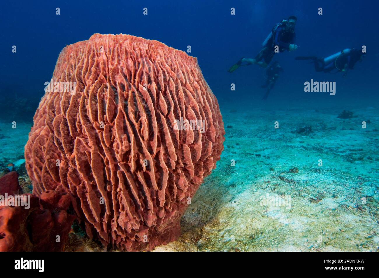 Giant barrel sponge (Xestospongia testudinaria). Divers swimming past a ...