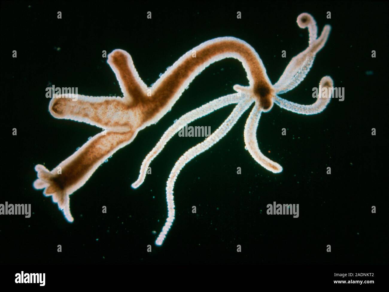 Hydra, a primitive animal of the phylum Coelenterata, reproducing ...