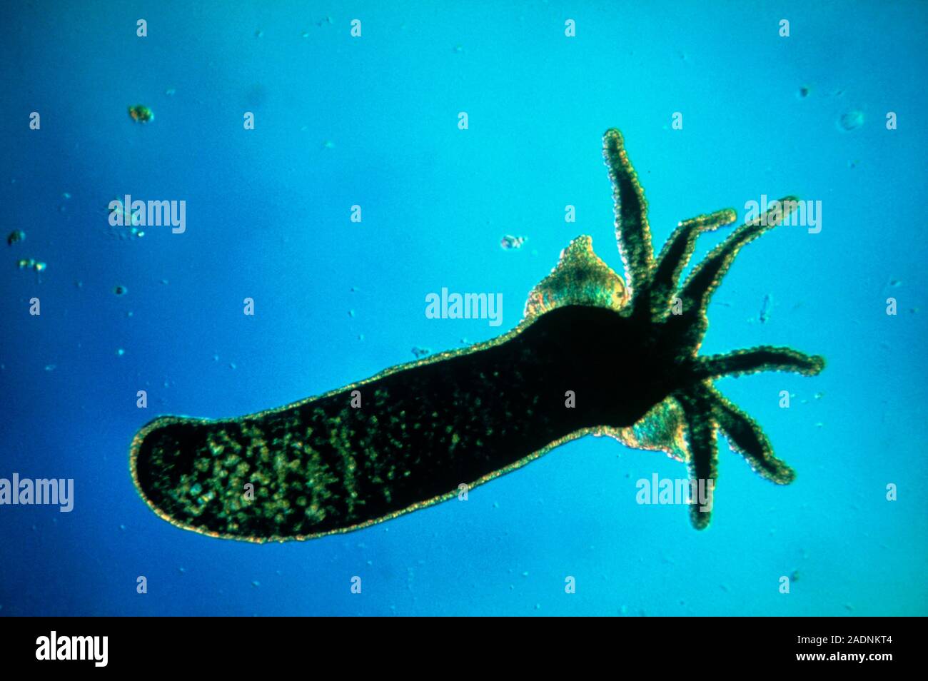 Hydra polyp. Light micrograph of a freshwater coelenterate polyp, Hydra ...