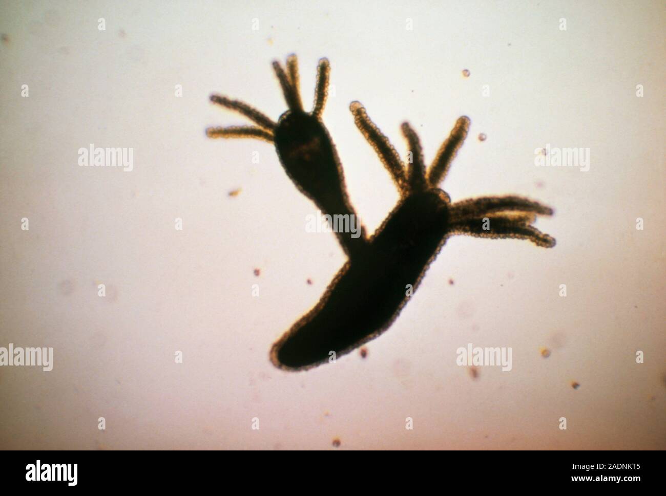 Hydra polyp. Light micrograph of a freshwater coelenterate polyp, Hydra ...