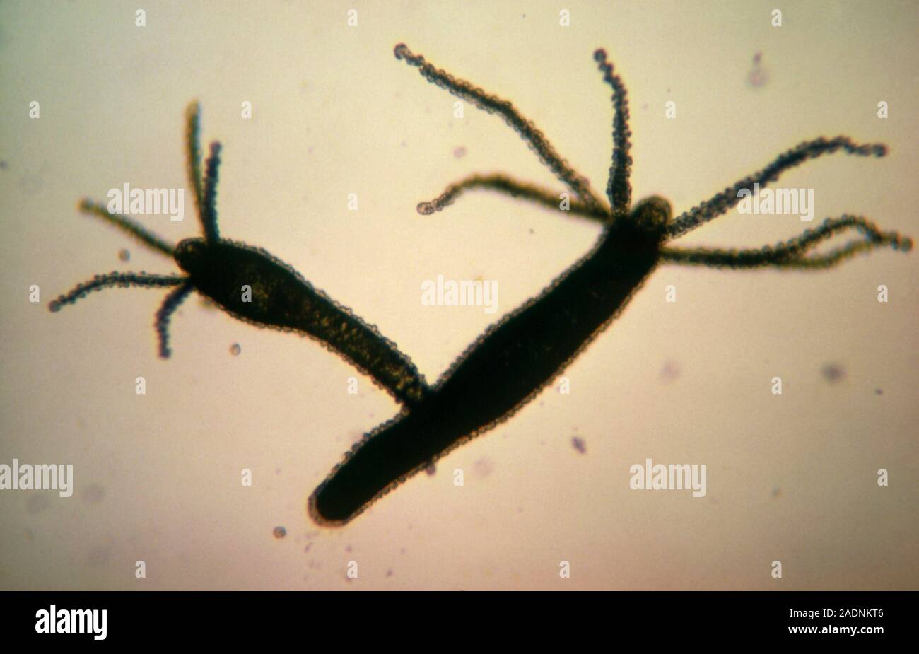 Hydra polyp. Light micrograph of a freshwater coelenterate polyp, Hydra ...