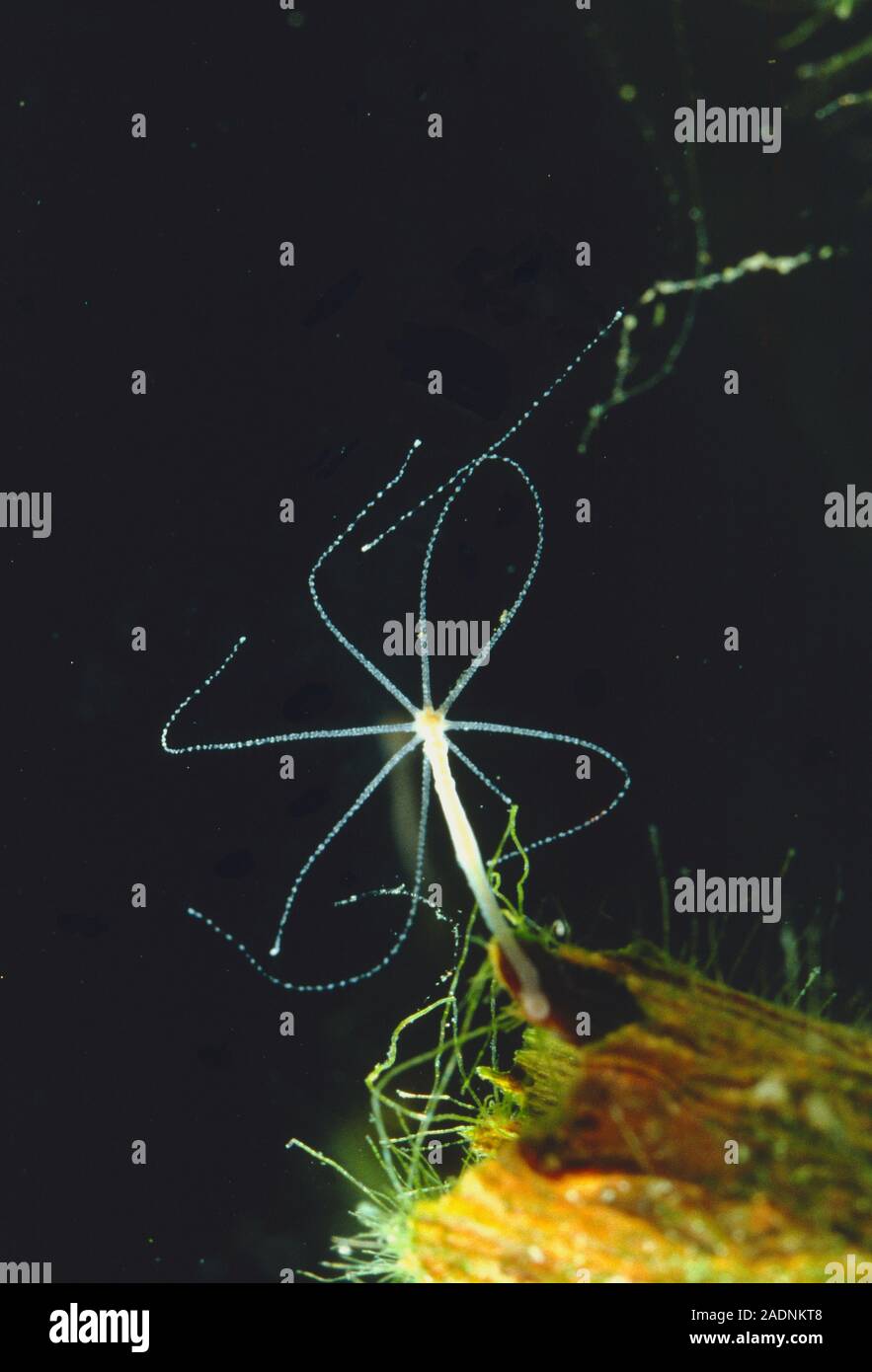 Hydra polyp. Macrophotograph of a freshwater coelenterate polyp, Hydra ...