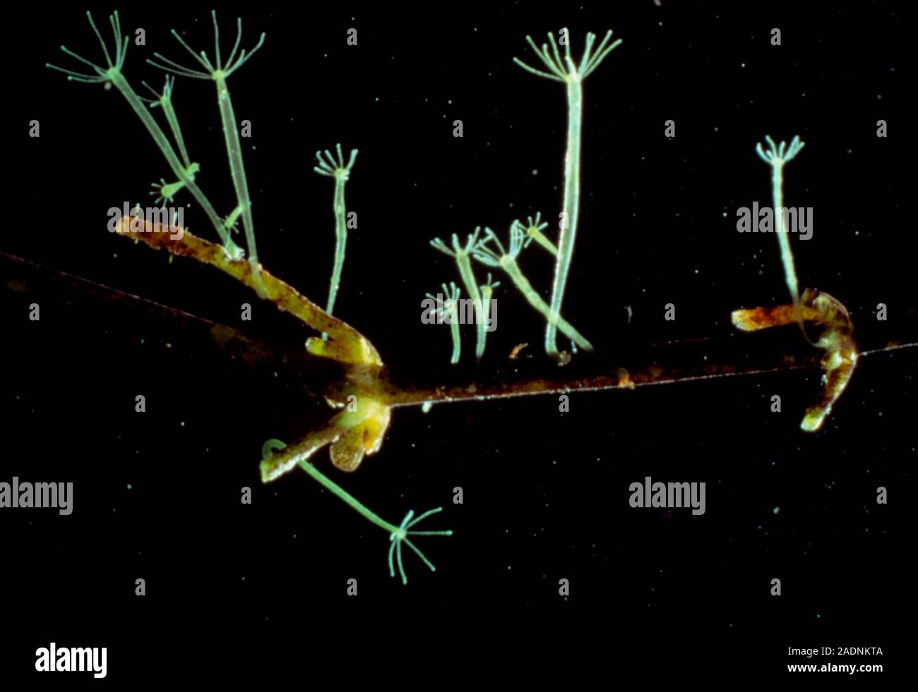 Macrophotograph of a group of green hydra polyps, Hydra viridis ...
