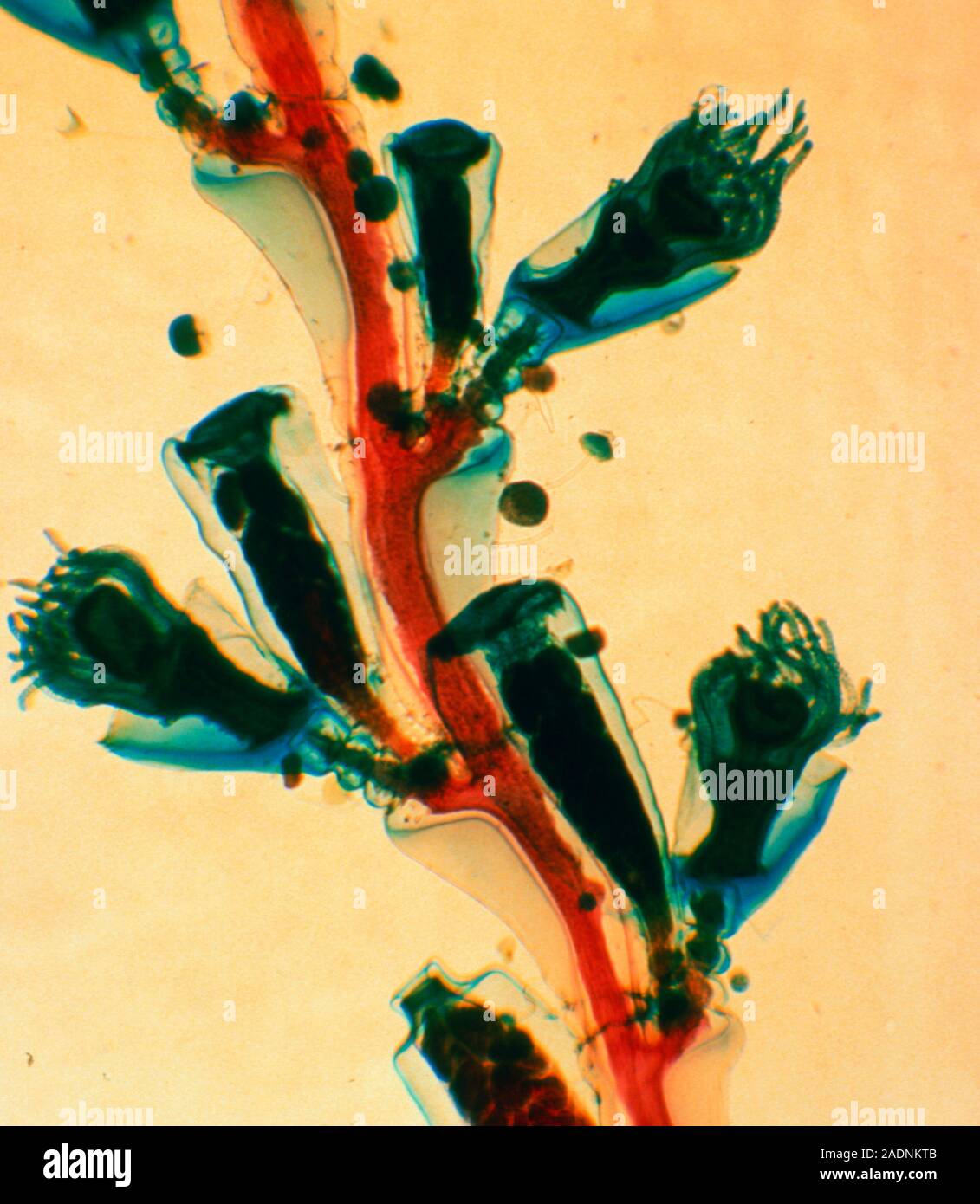 Light micrograph of the colonial hydroid Obelia sp. , showing pairs of ...