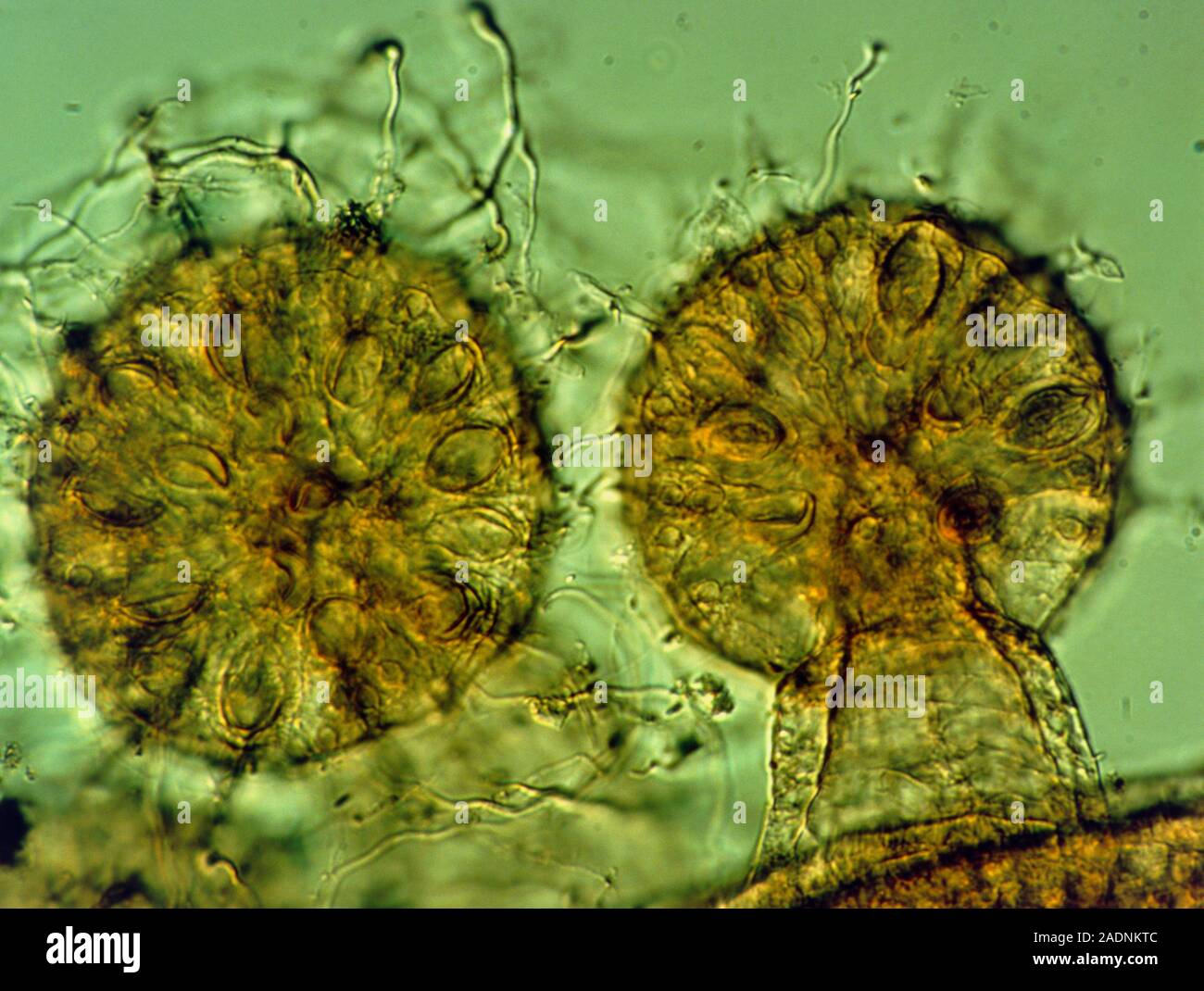 Tentacles of Obelia. Light micrograph of the colonial hydroid Obelia sp ...