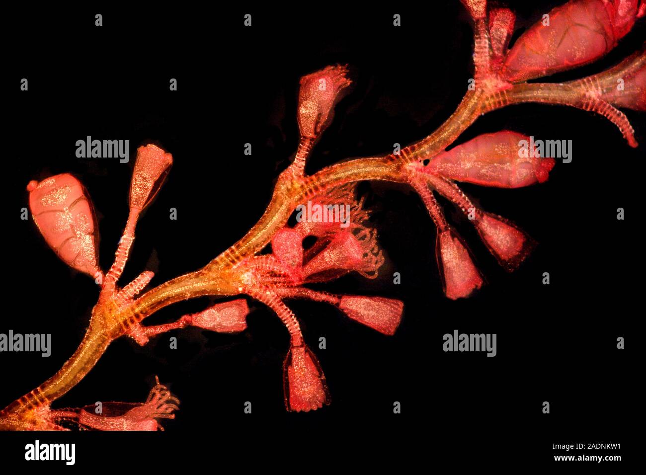 Hydroid (Campanularia flexuosa). Light micrograph (LM) of a colonial ...