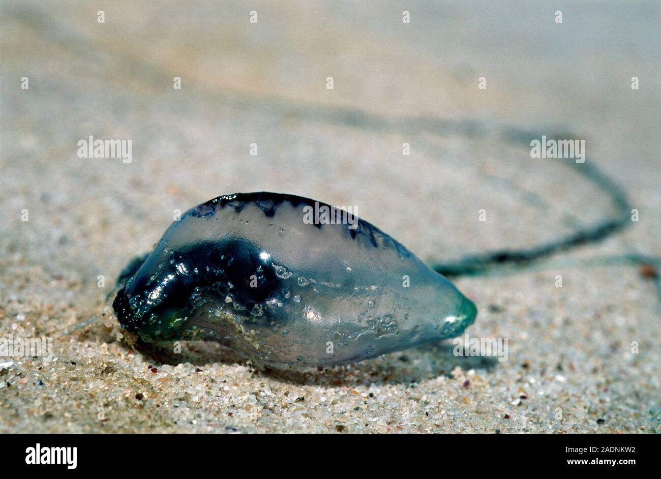 Bluebottle (Physalia utriculus) washed up on a beach. Also known as the ...