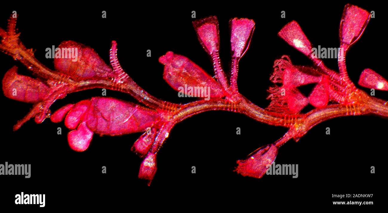 Campanularia hydrozoan. Polarised light micrograph of a hydroid colony ...