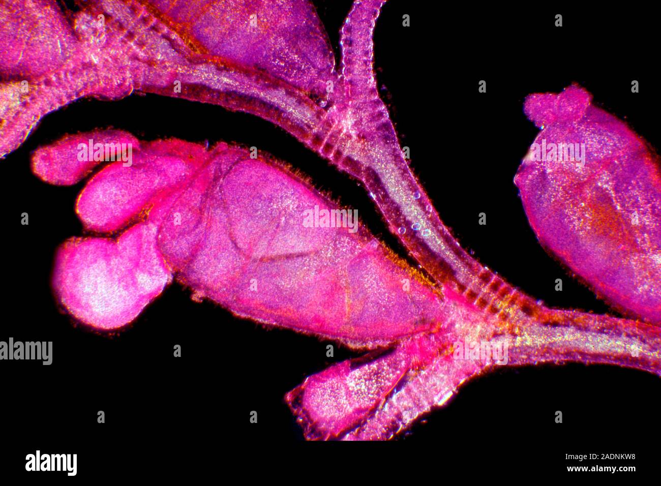 Campanularia hydrozoan. Polarised light micrograph of a hydroid colony ...