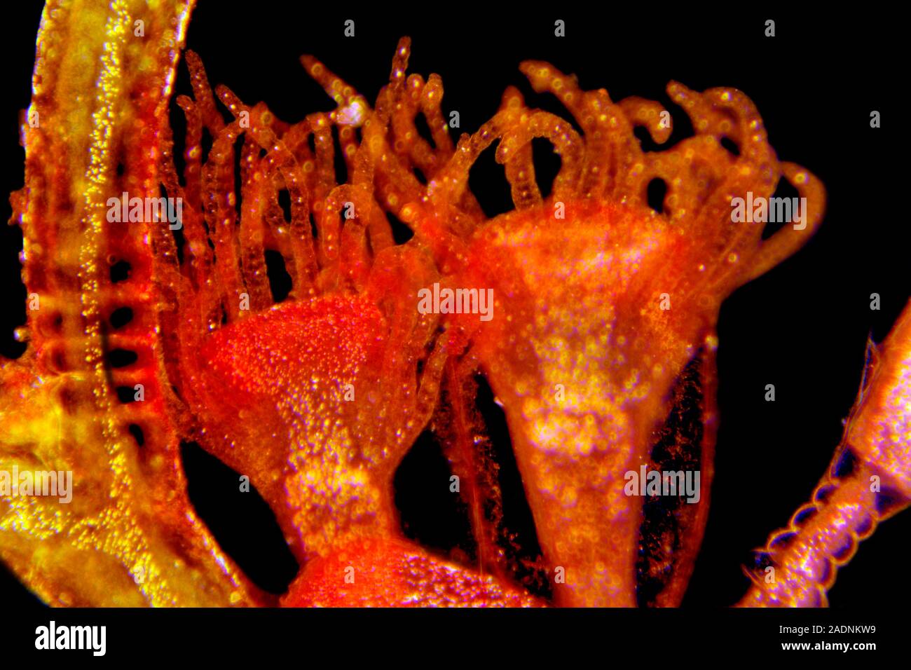 Campanularia hydrozoan. Polarised light micrograph of two feeding ...