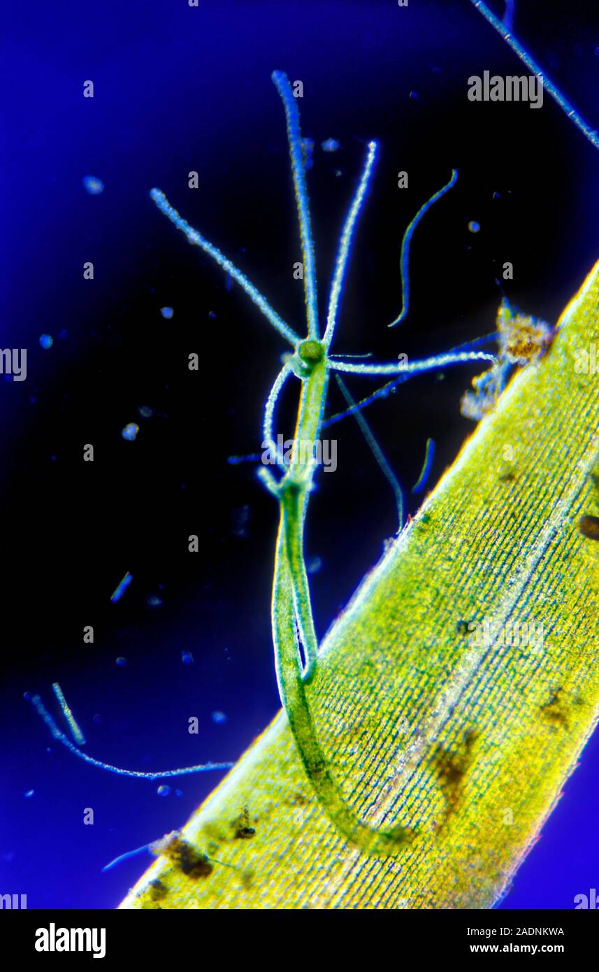 Freshwater Hydra. Dark-field light micrograph of a freshwater Hydra on ...