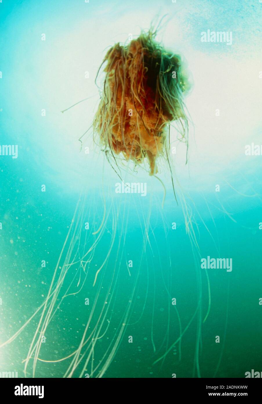 Lion's mane jellyfish. View of a lion's mane jellyfish, Cyanea ...